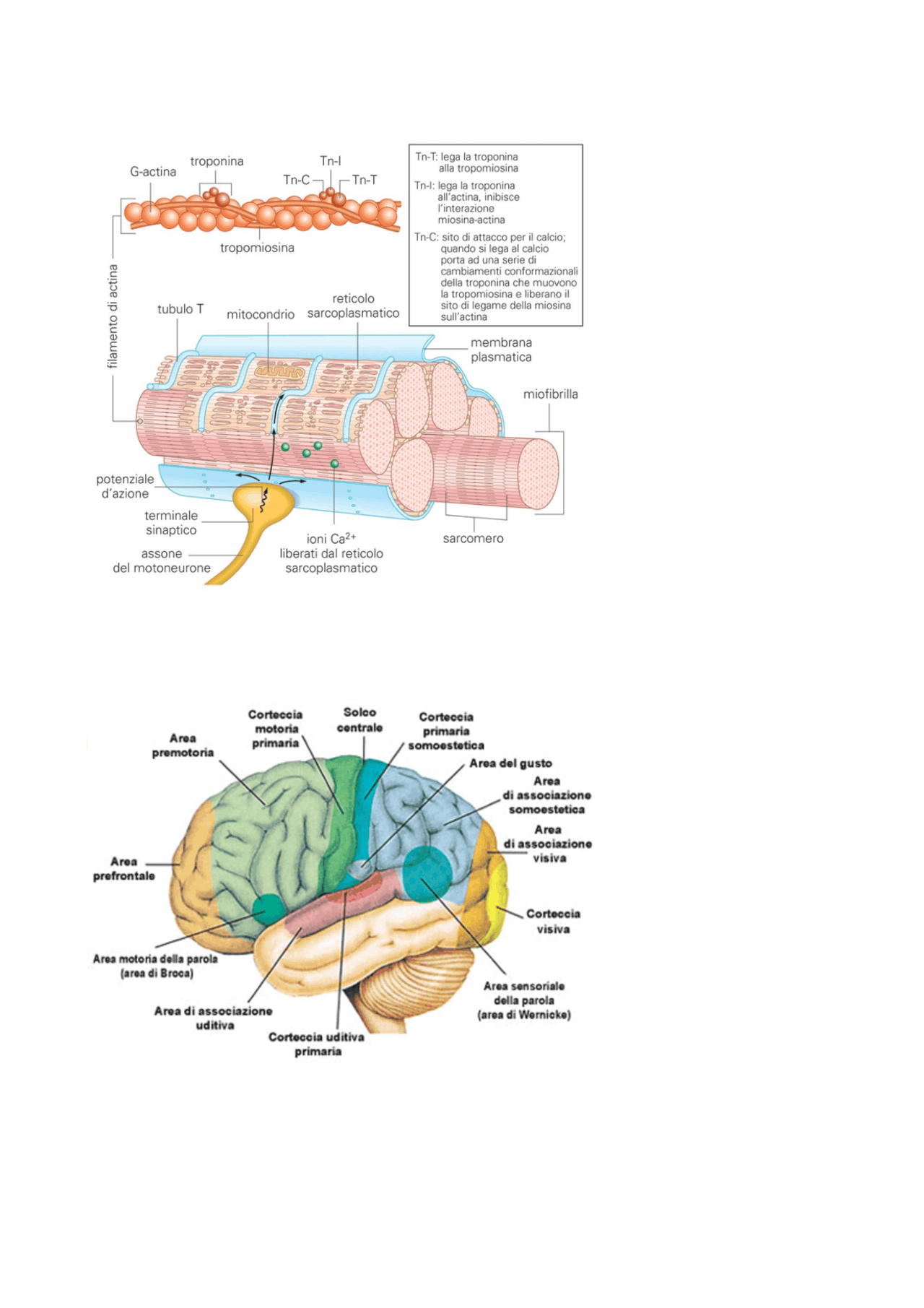 Schemi Riassuntivi Neurologia Docsity