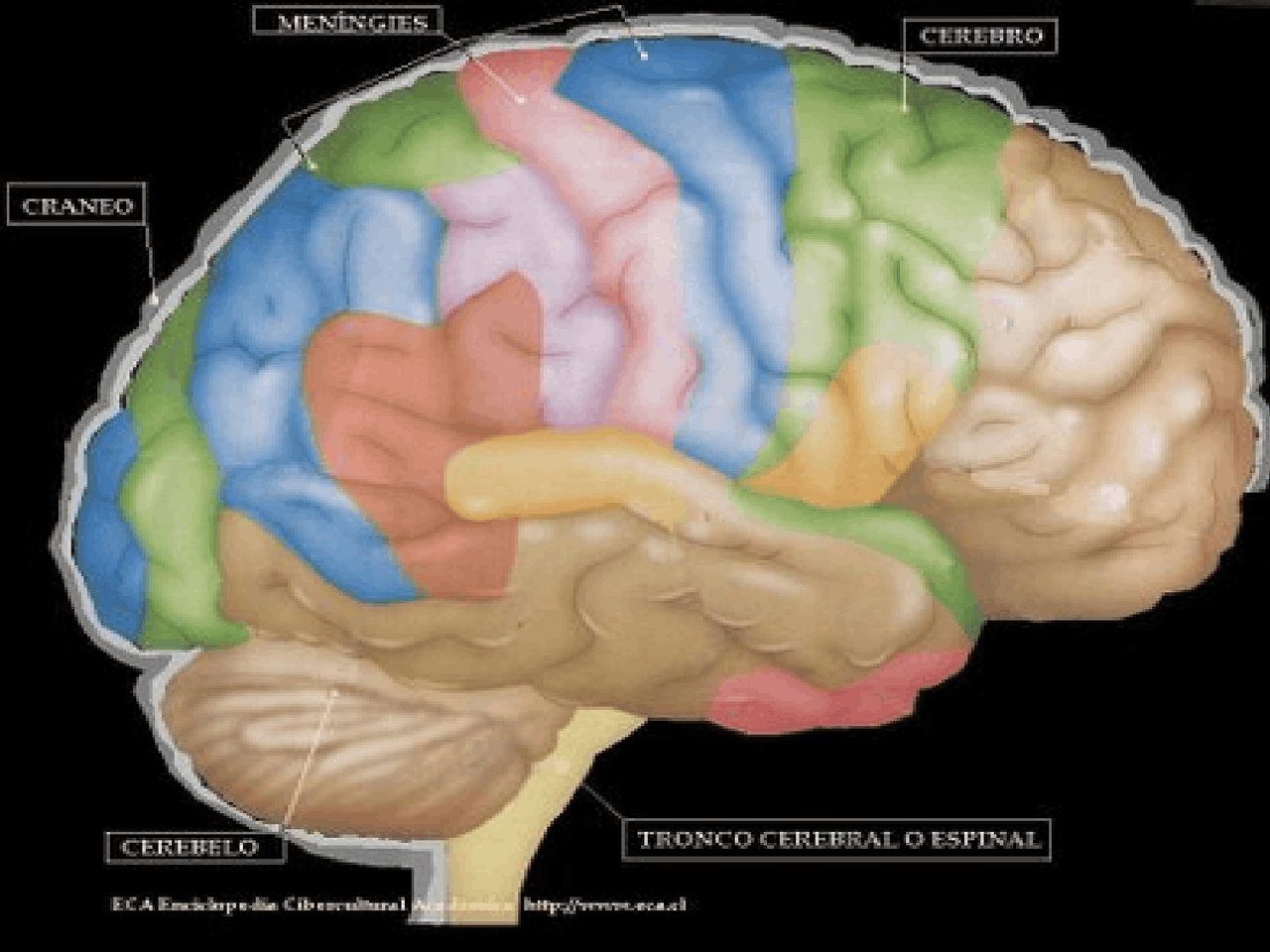 El sistema Nervioso Central , anatomia y fisiologia - Docsity