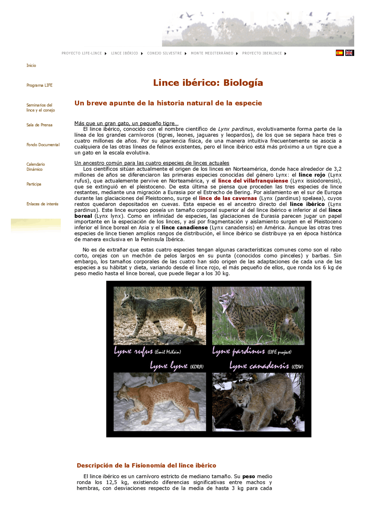 Lecturas sobre el lince ibérico - Docsity
