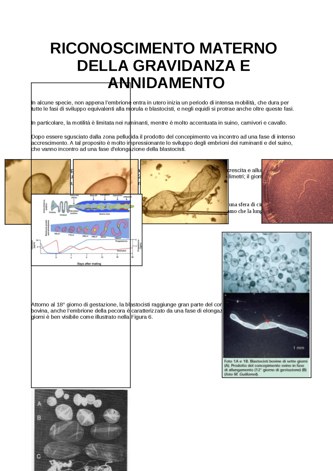 Riconoscimento Materno della Gravidanza e Annidamento | Dispense di ...