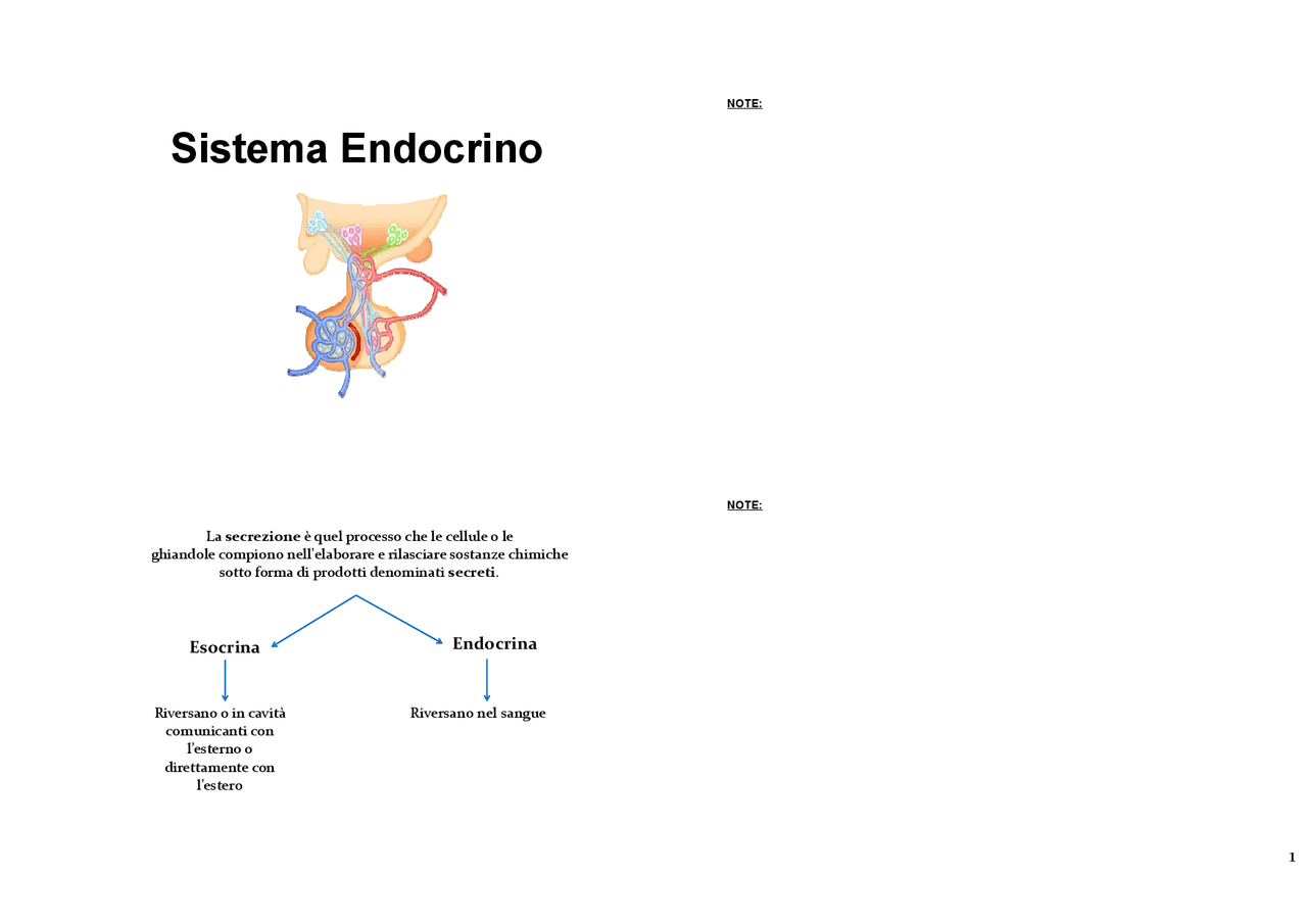 Slide Sistema Endocrino Dispense Di Biologia Docsity