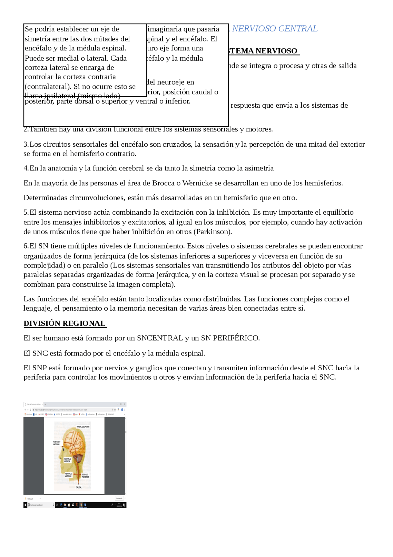 PsicobiologÍa Ii Tema 2 Docsity