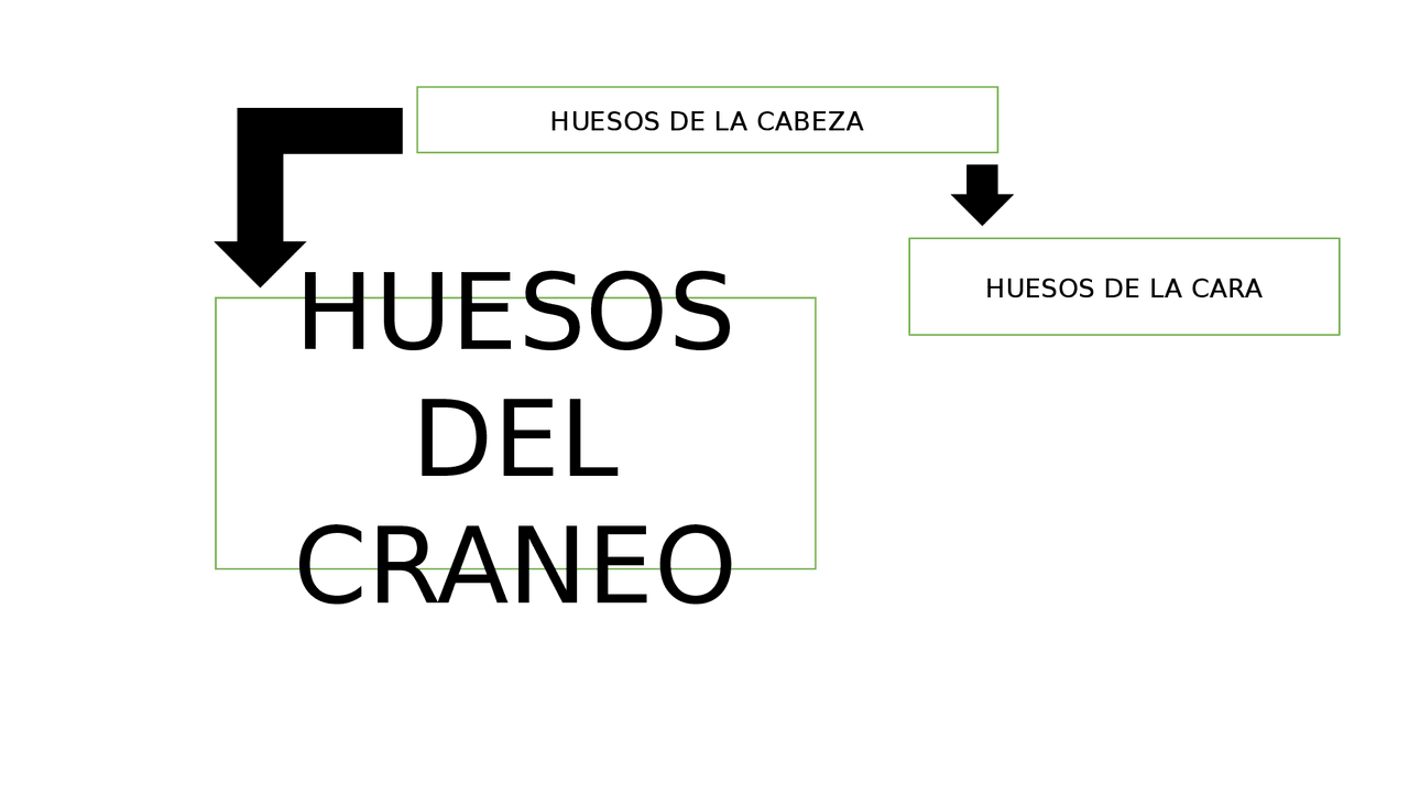 Huesos Del Craneo Y Su Anatomia Diapositivas De Anatomía Docsity