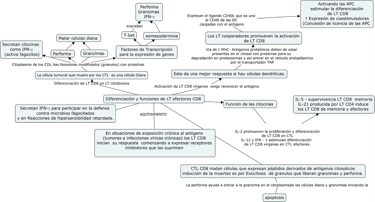 Mapa De Inmunologìa Esquemas Y Mapas Conceptuales De Inmunología