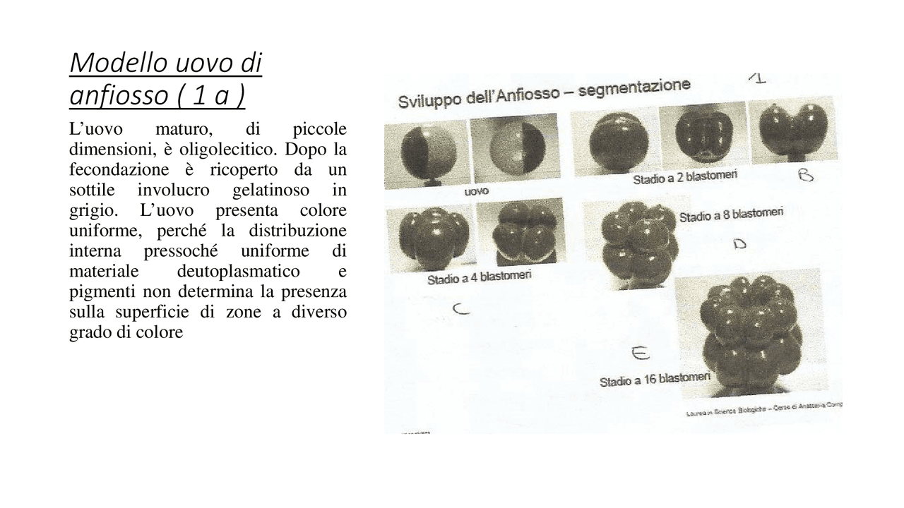 Immagini laboratorio anfiosso - Docsity