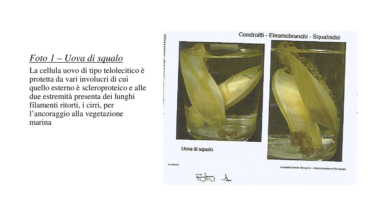Immagini laboratorio condroitti - Docsity