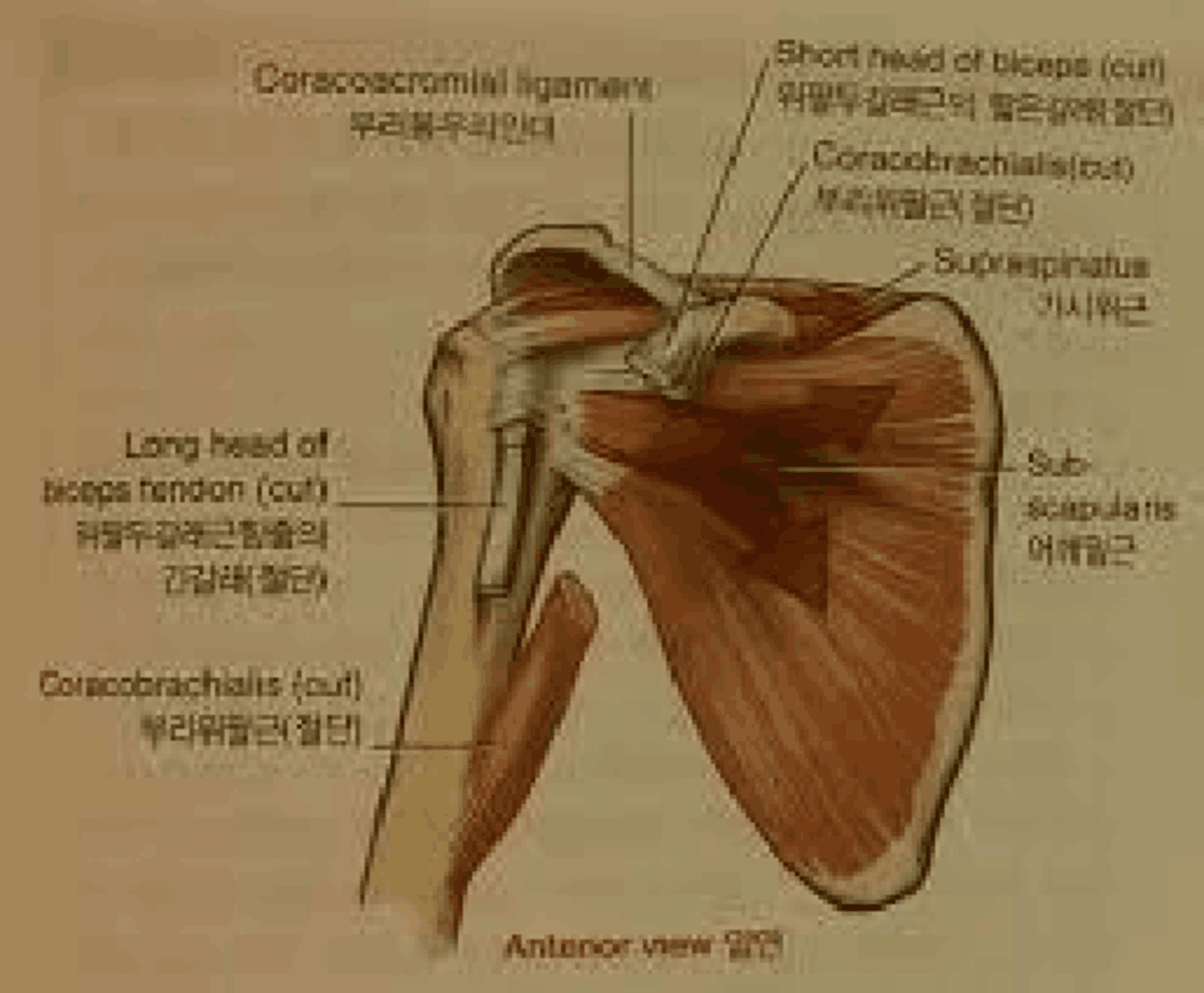 Ligament of scapular - Docsity