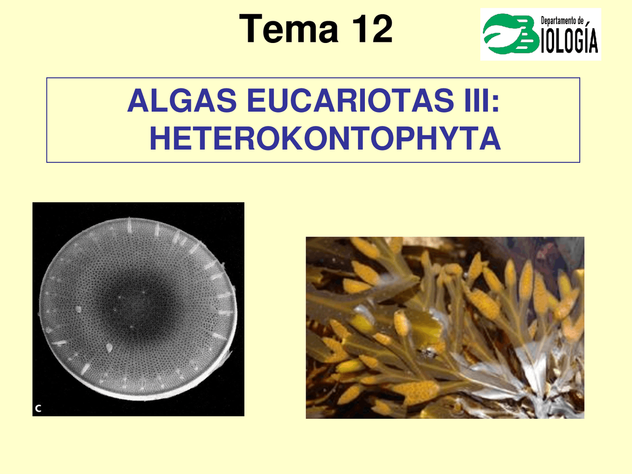 Algas eucariotas tres: heterokontophyta - Docsity