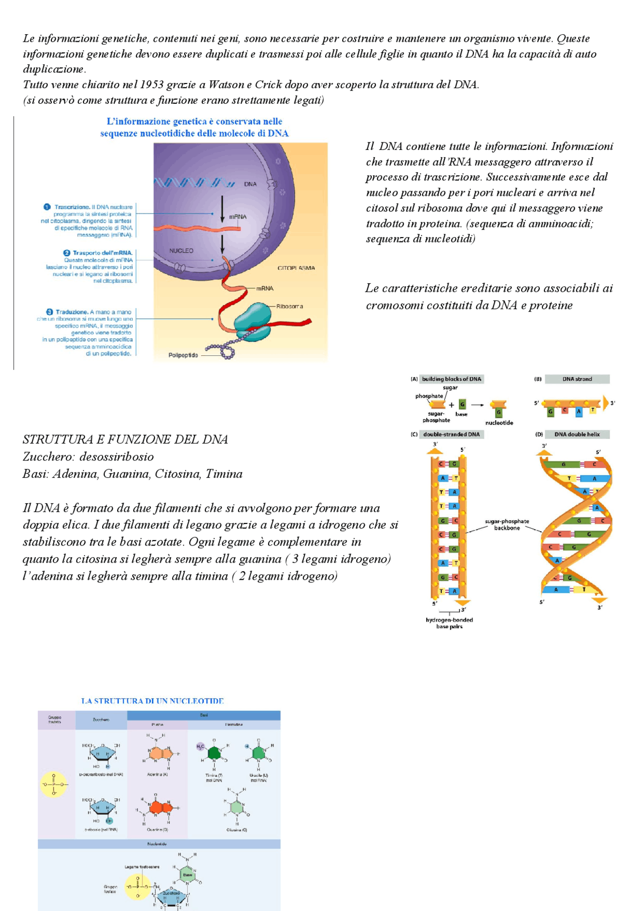 Informazione genetica - Docsity