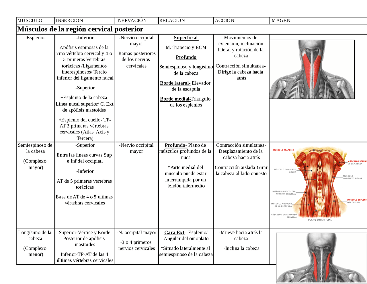 Anatomia descriptiva de los muculos de la nuca | Apuntes de Anatomía ...