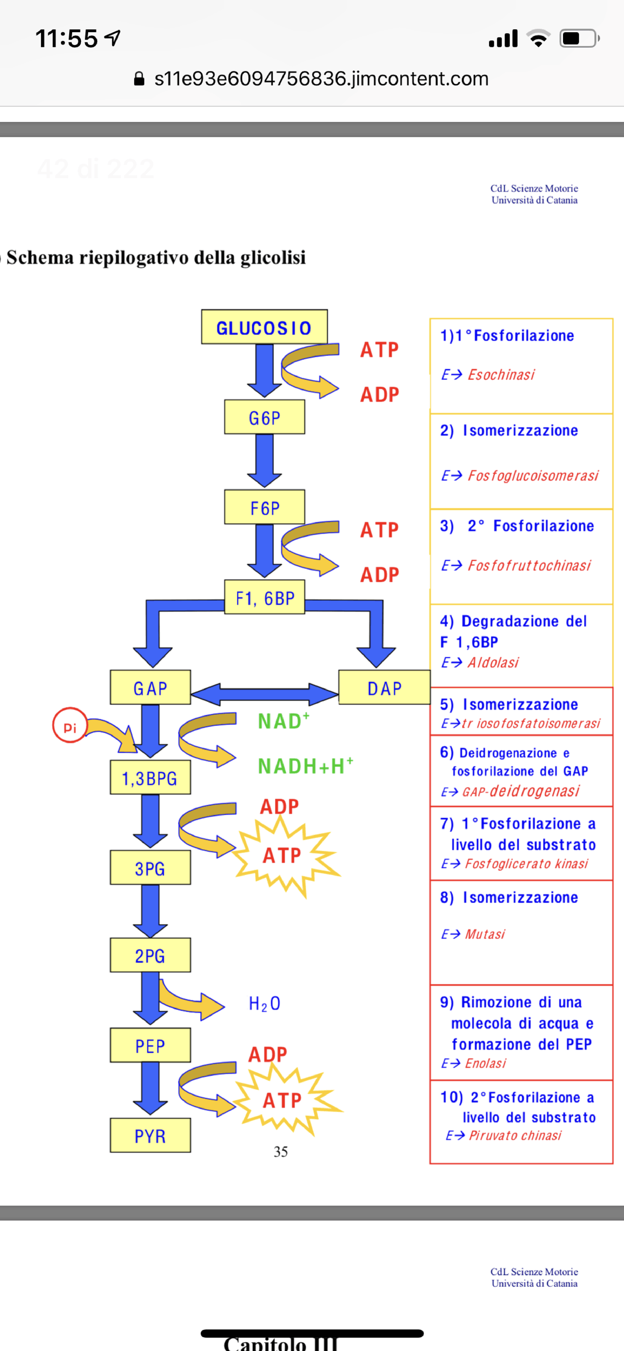 Le reazioni della glicolisi - Docsity