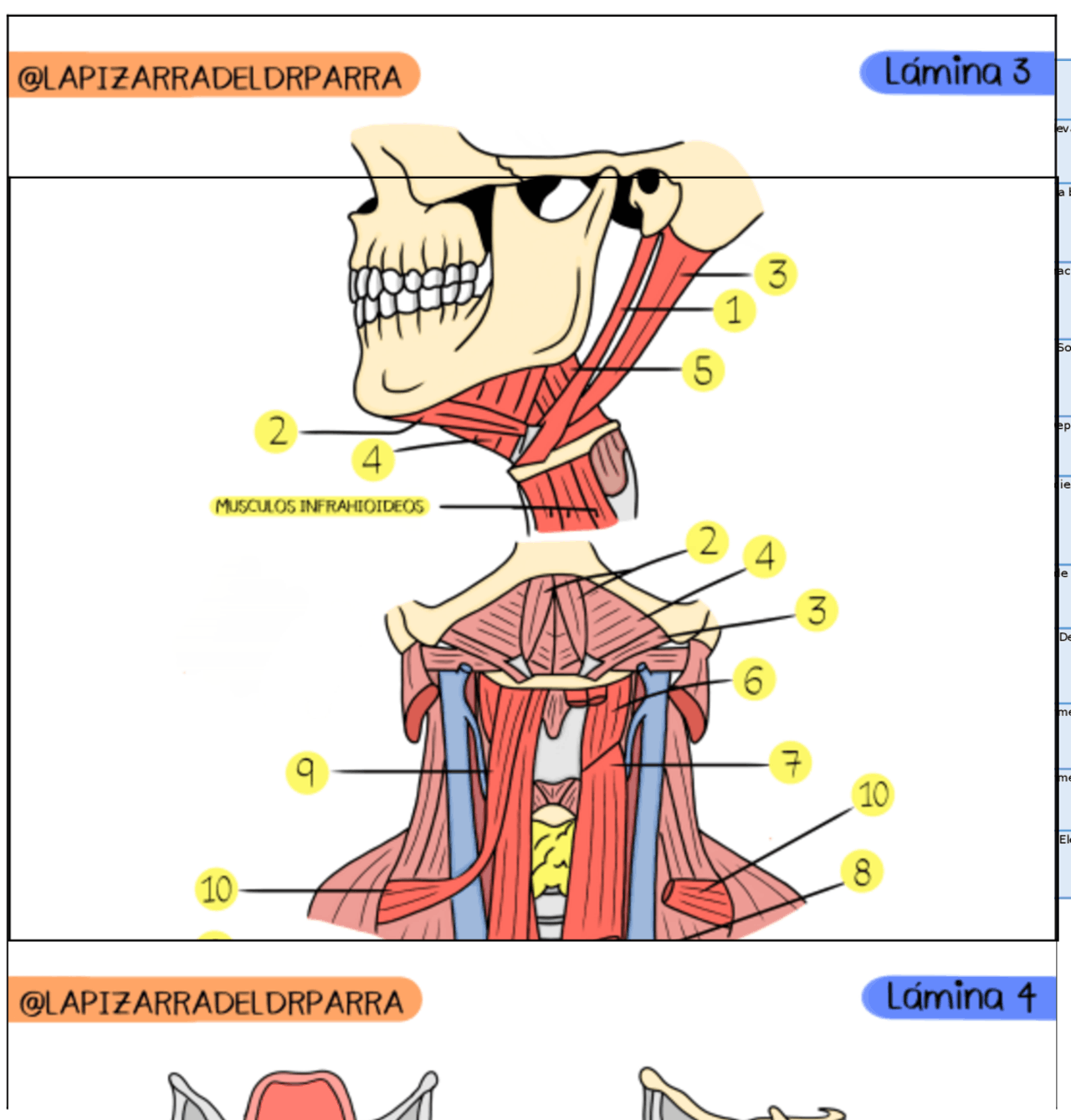 Musculos del esqueleto axial | Apuntes de Anatomía - Docsity