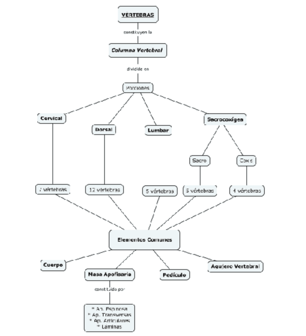 Generalidades de las vertebras - Docsity