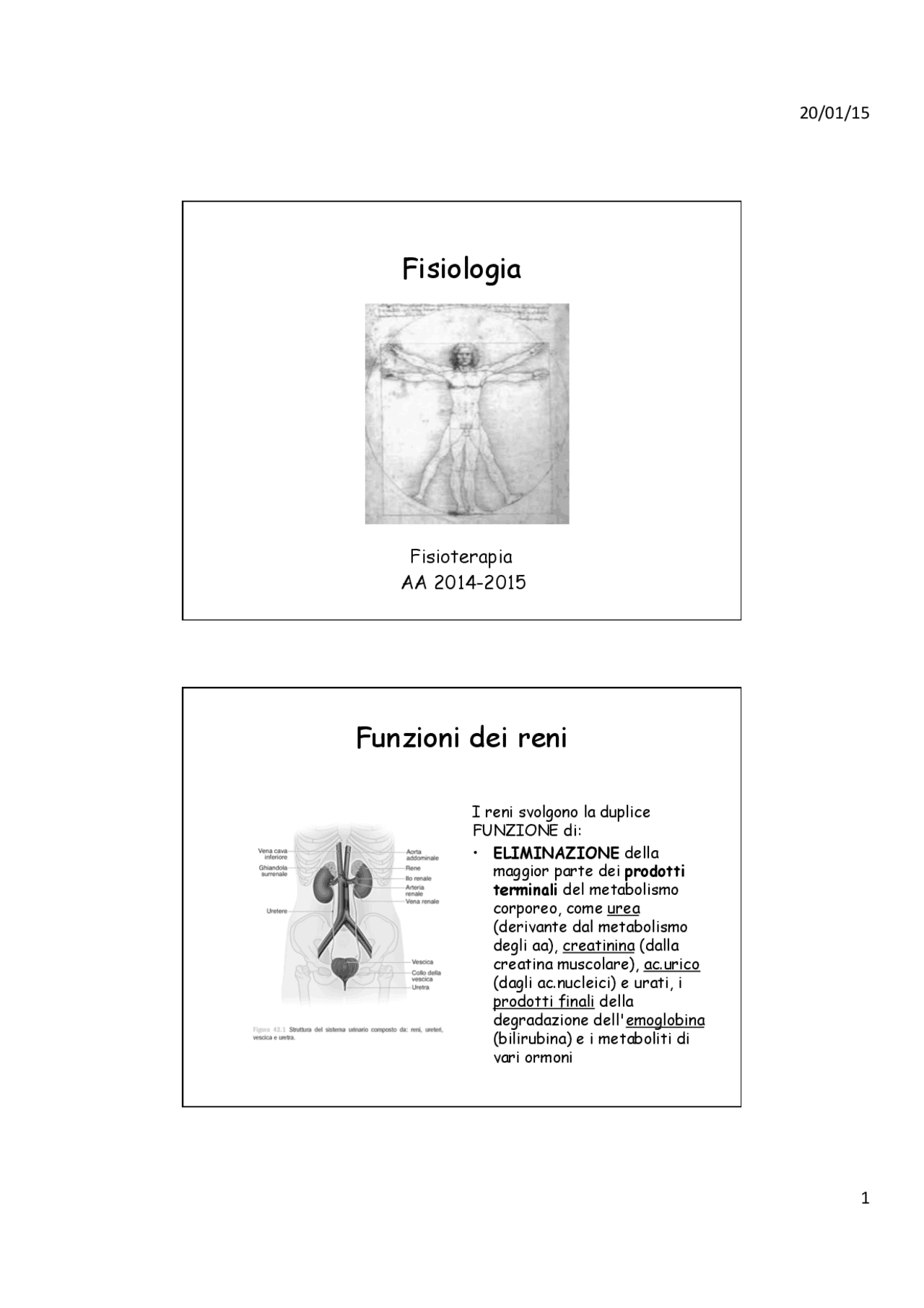L'apparato Renale e le sue funzioni - Docsity