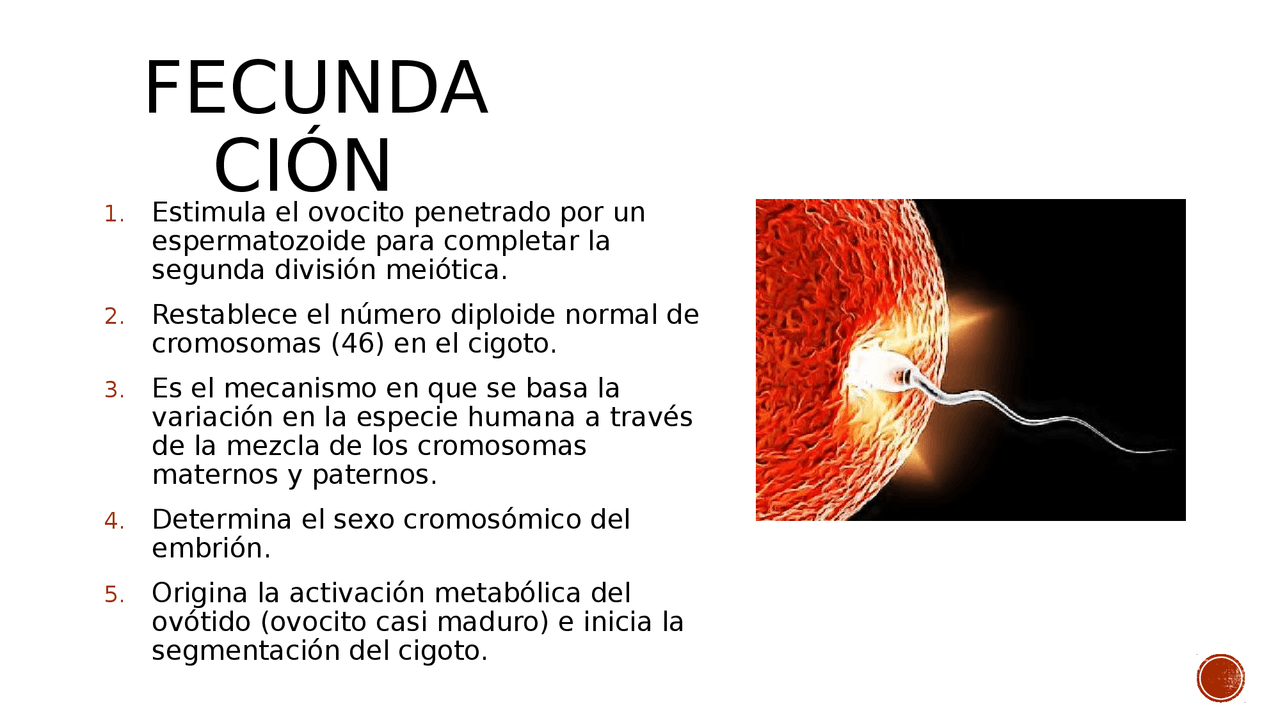 Fecundacion y primera semana | Diapositivas de Anatomía | Docsity