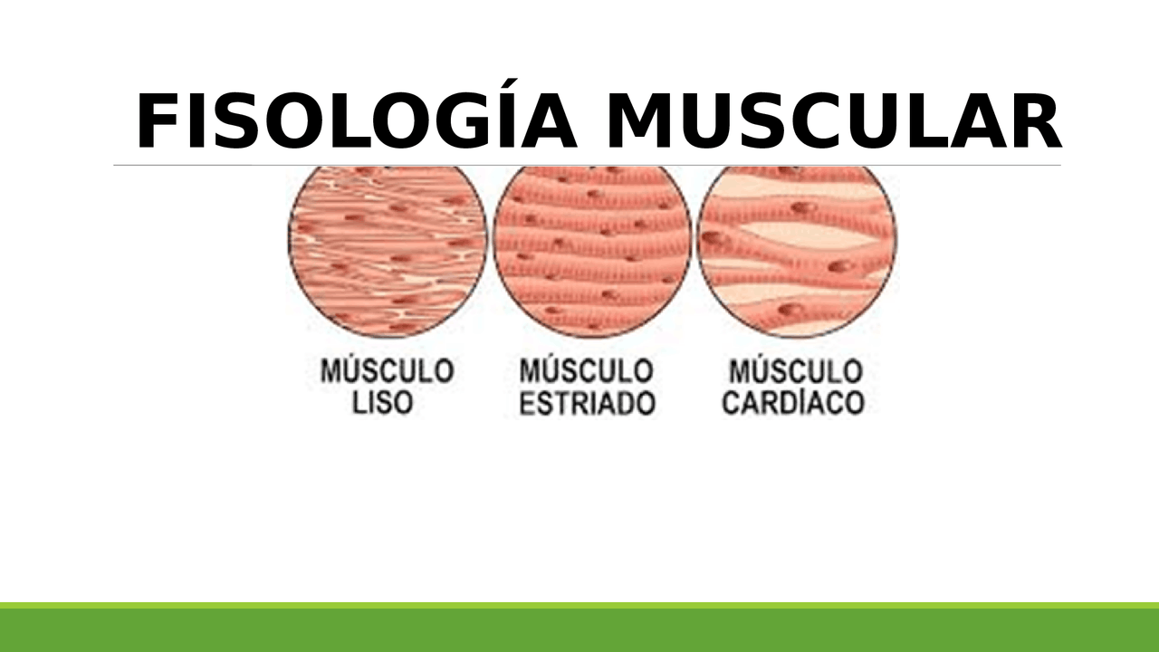 Fisiología De Los Músculos Slides De Psycologie Humaine Docsity