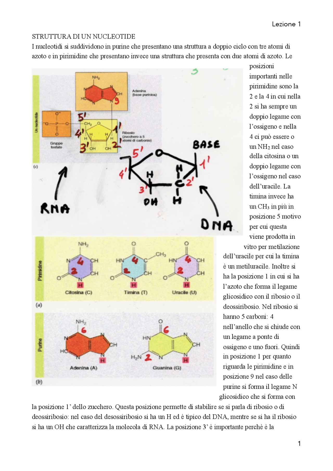 Sbobine Biologia Molecolare Biotecnologie Parte 1 Di 3 Sbobinature
