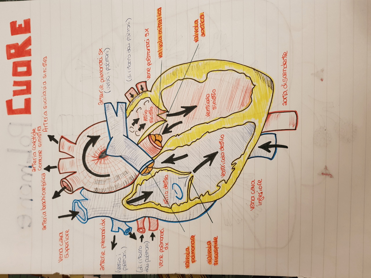 Disegno anatomia umana del cuore | Schemi e mappe concettuali di ...