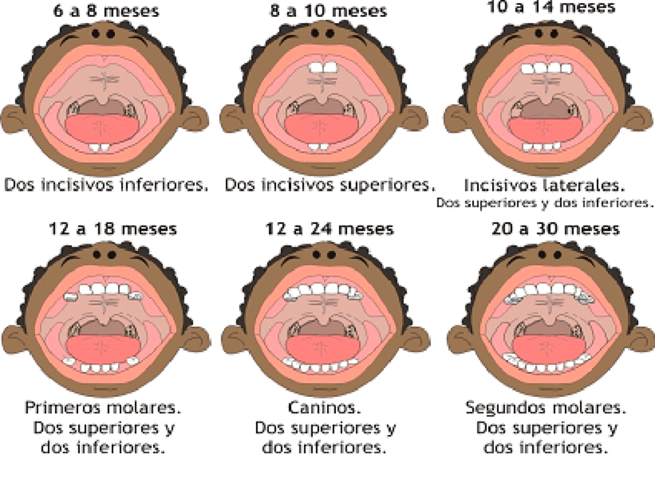 ESQUEMA DE DENTICION PEDIATRICA - Docsity