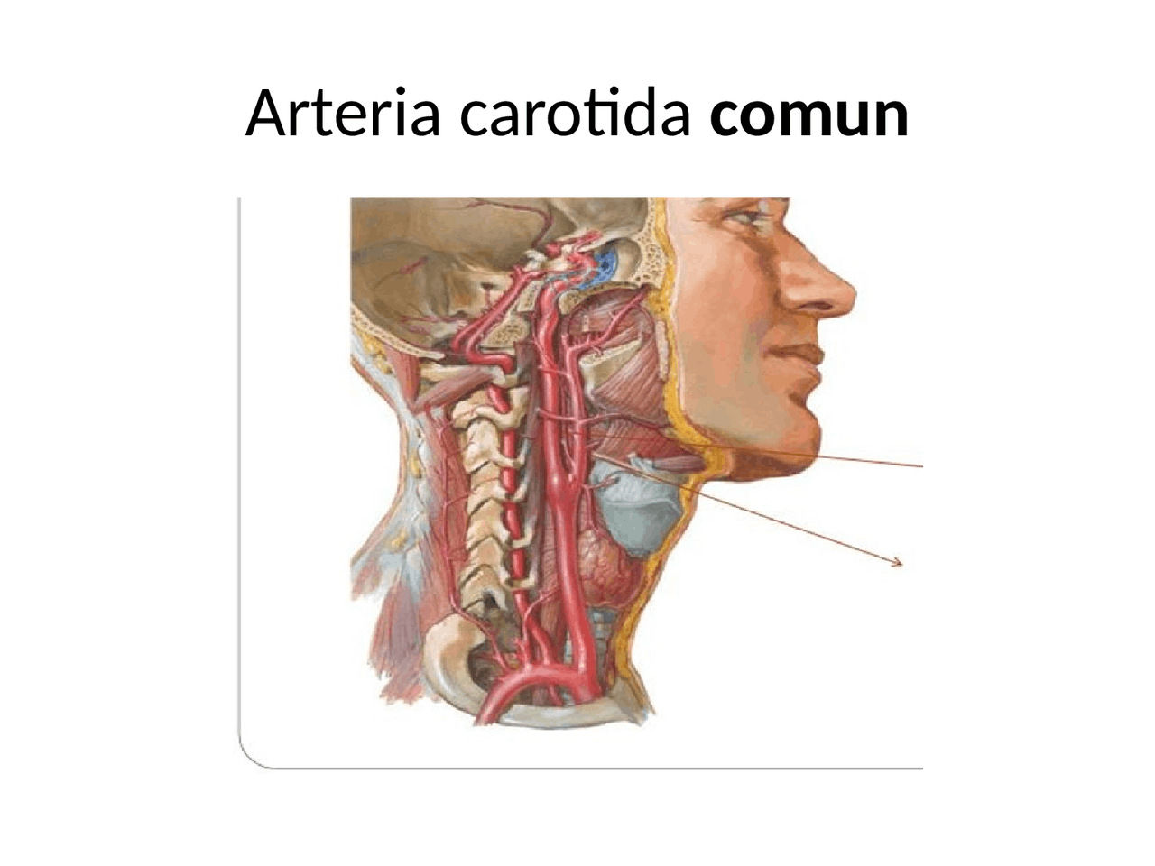Arteria carotida comun - Docsity