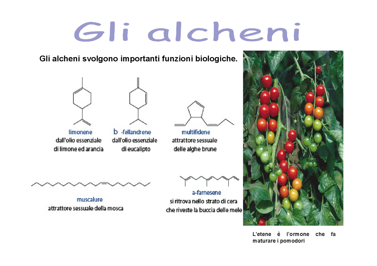 Lezione Sugli Alcheni Docsity