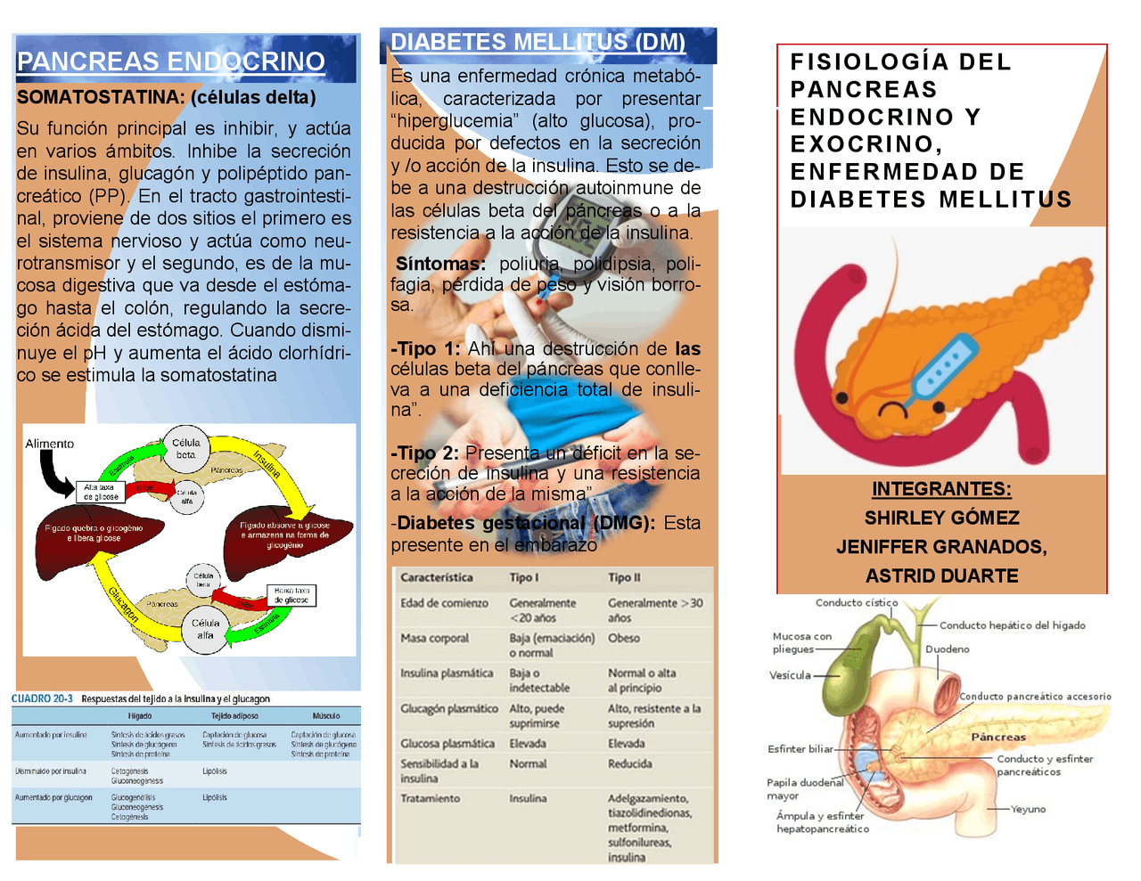 fisiología páncreas exocrino y endocrino | Apuntes de Fisiología Humana ...