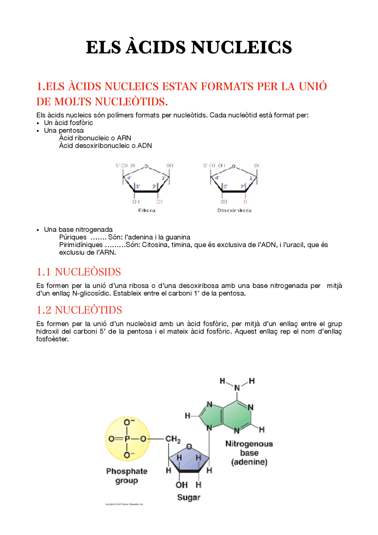 Àcids Nucleics BiomolÈcules Docsity