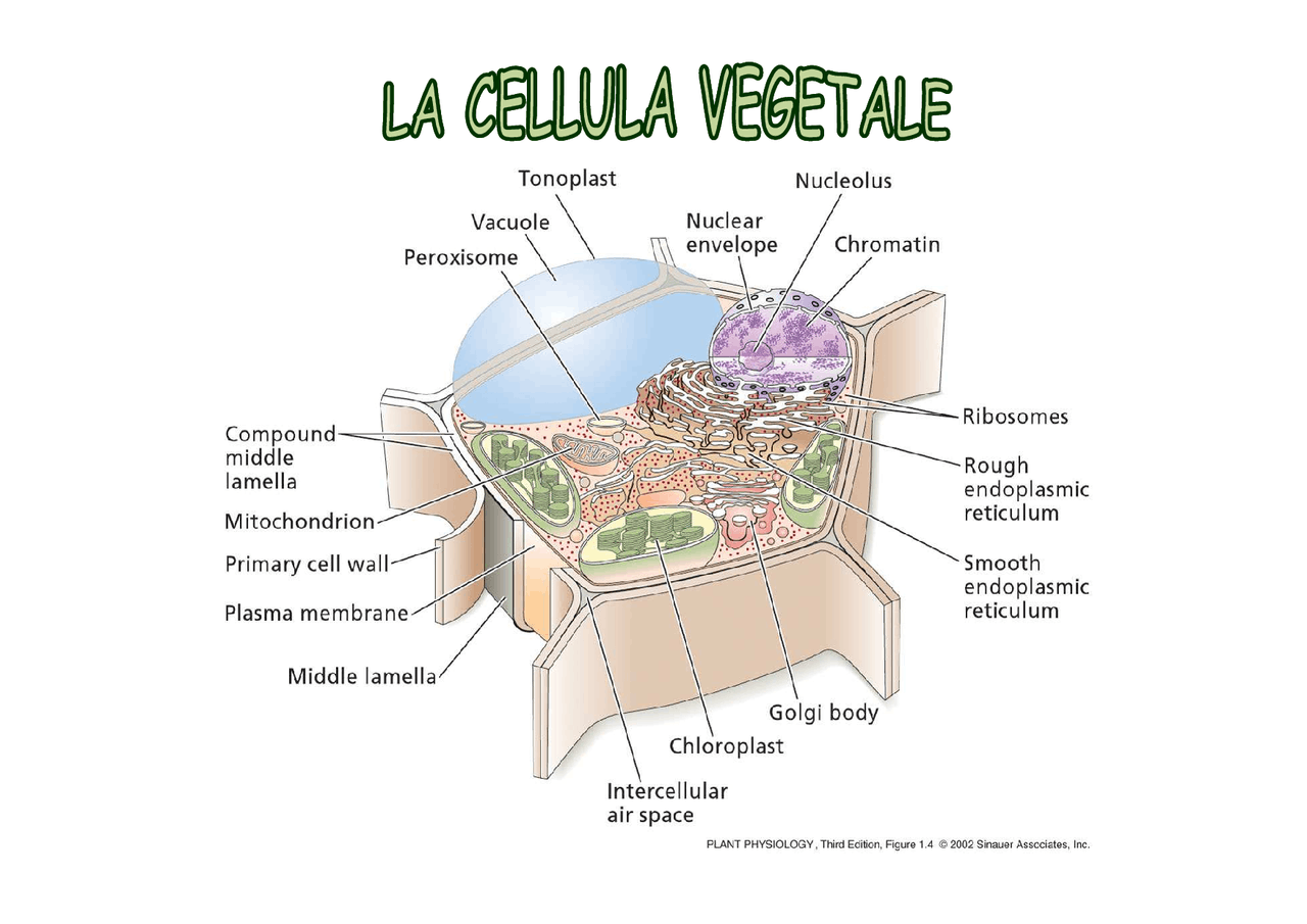 Cellula vegetale e carateristiche - Docsity