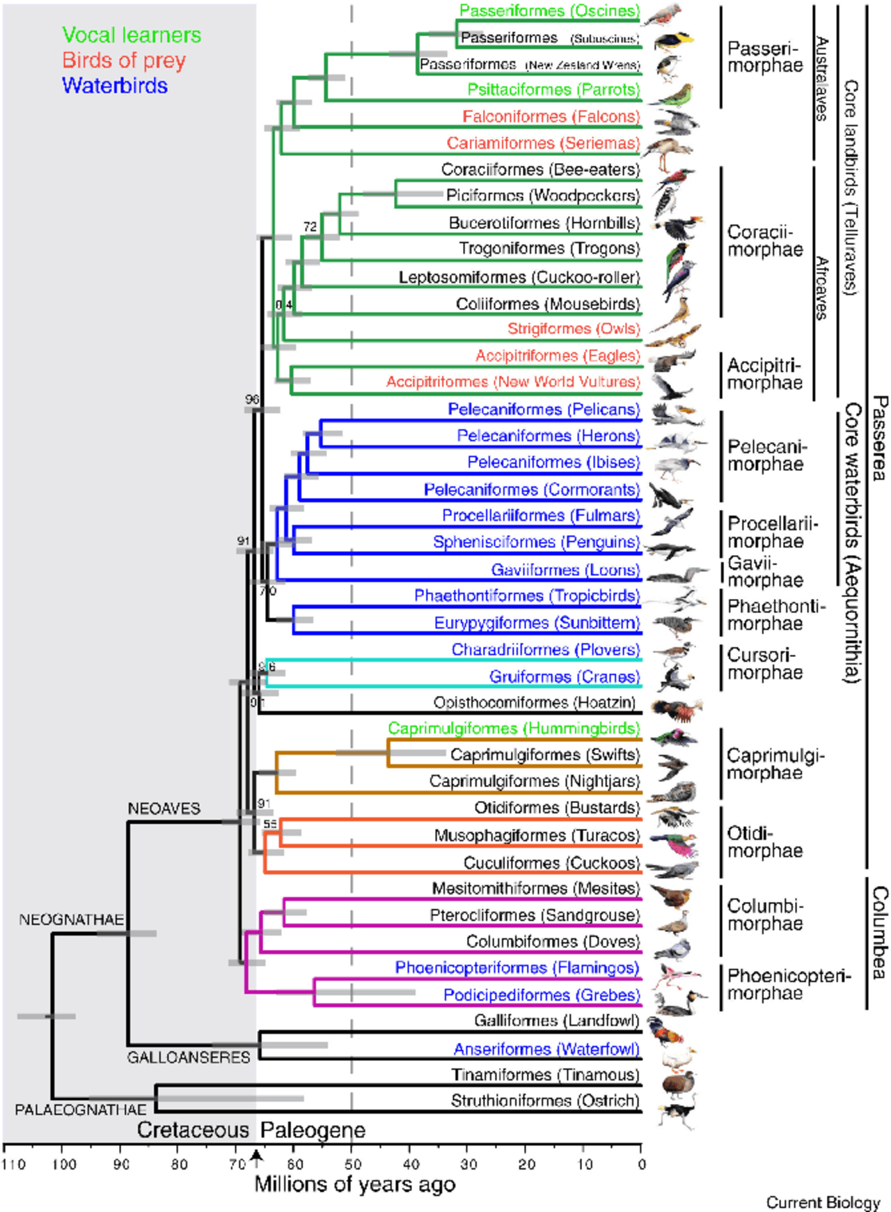 Clasificación de los neornithes (aves) - Docsity