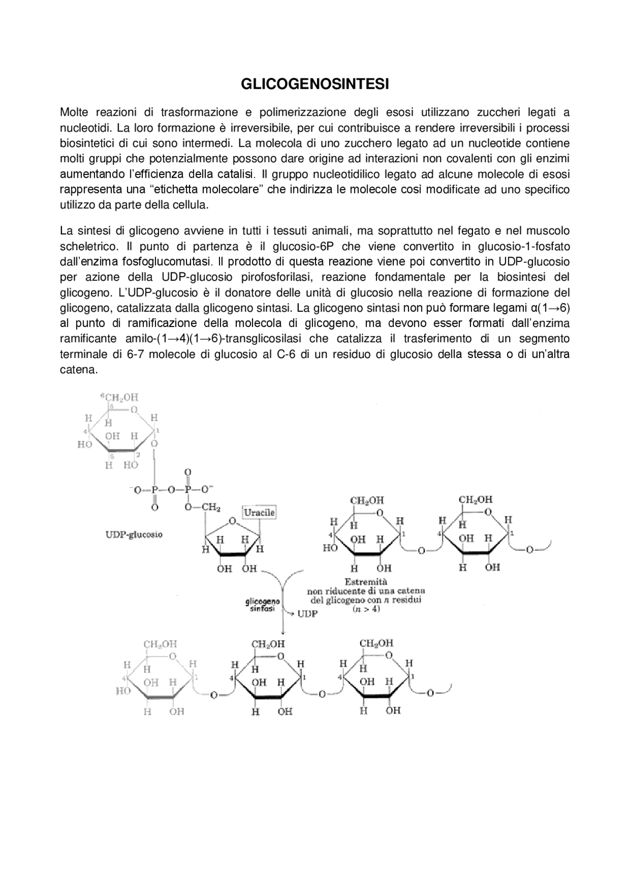 Biochimica - Glicogenosintesi - Docsity