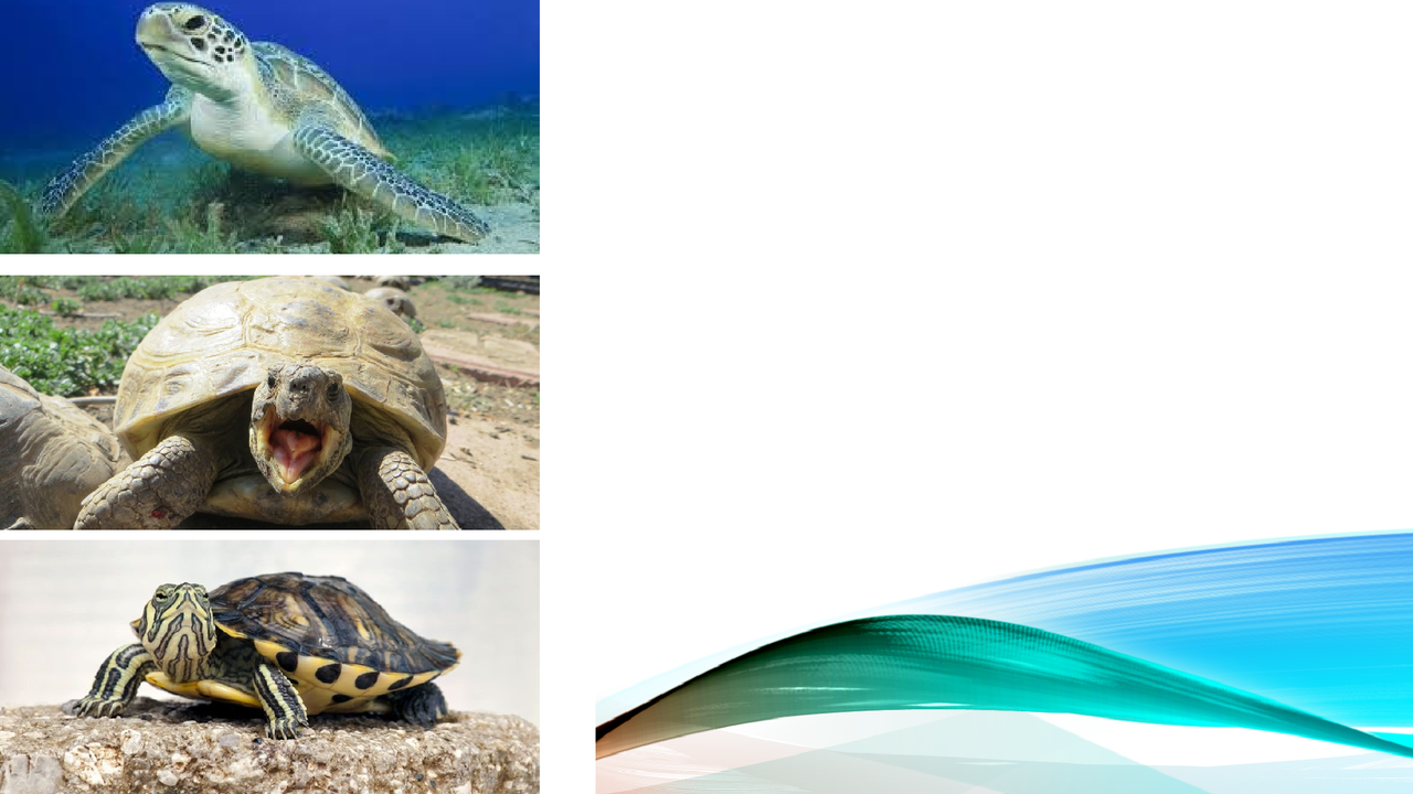 Testudines powerpoint - Docsity