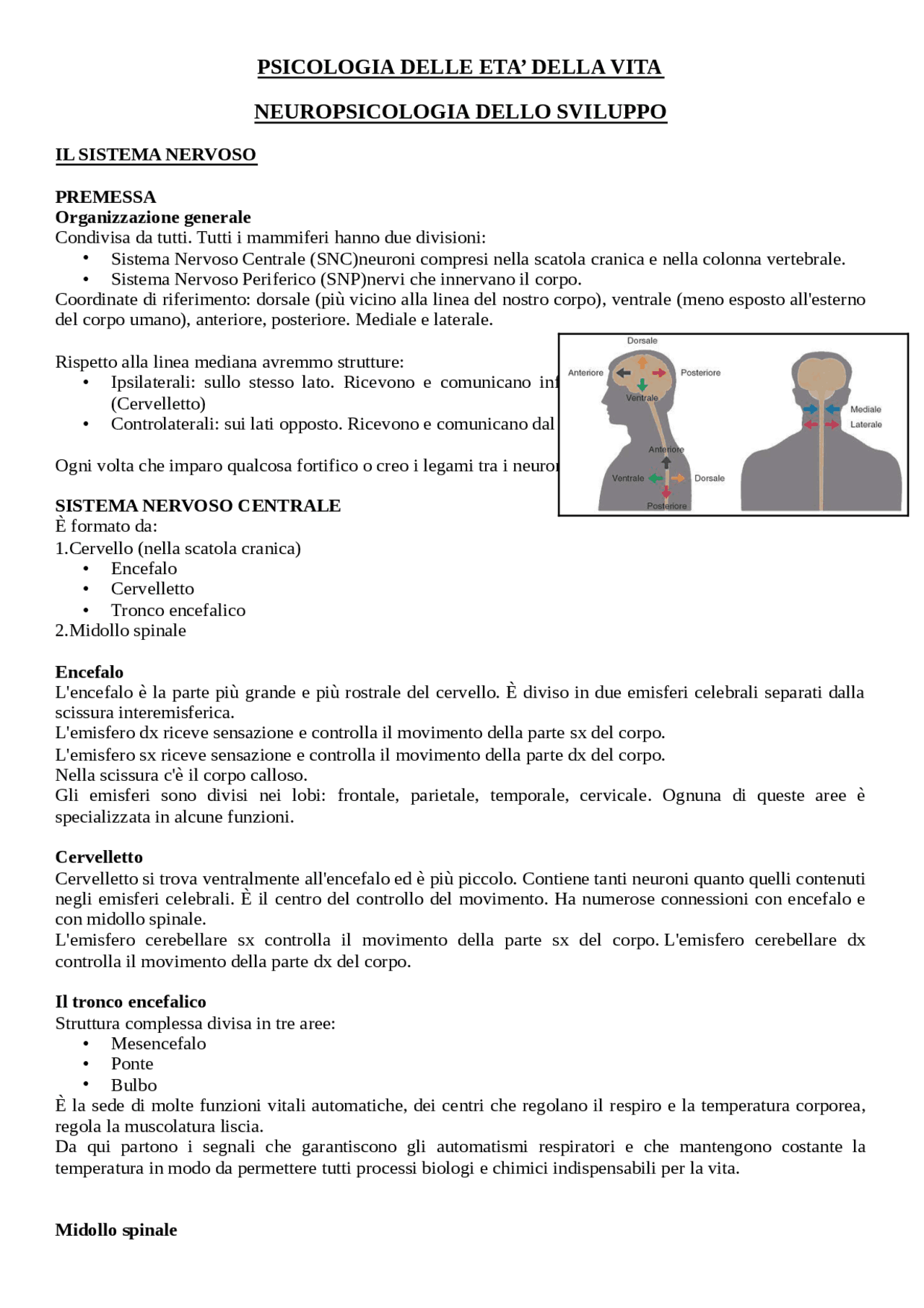 Neuropsicologia Dello Sviluppo Docsity