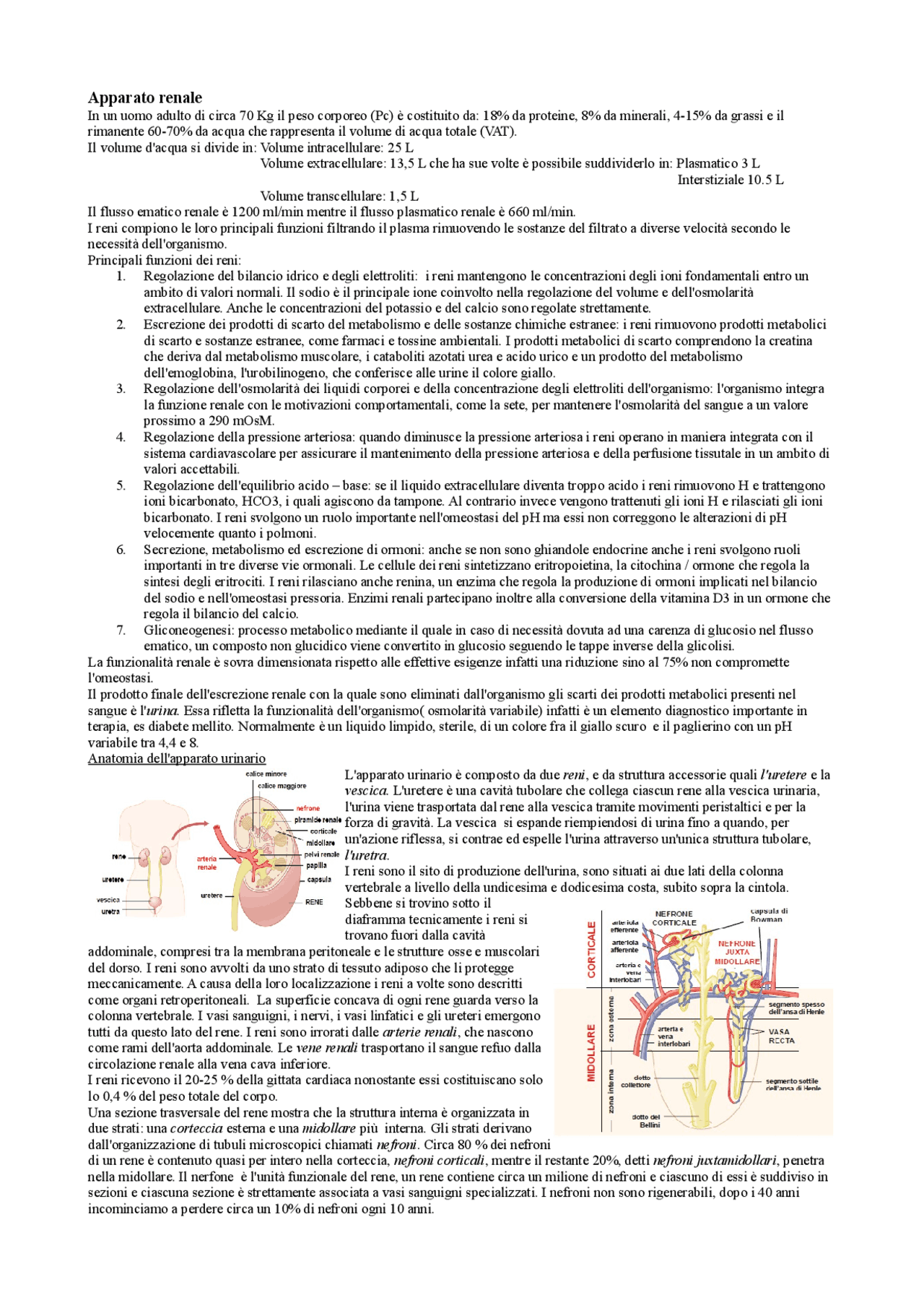 Fisiologia dell'apparato renale - Docsity