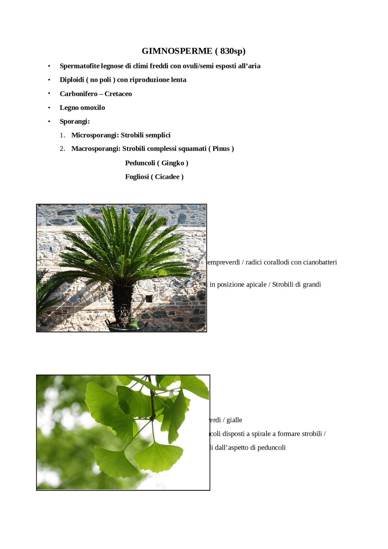 Spermatofite Sistematica Con Foto E Descrizioni Docsity