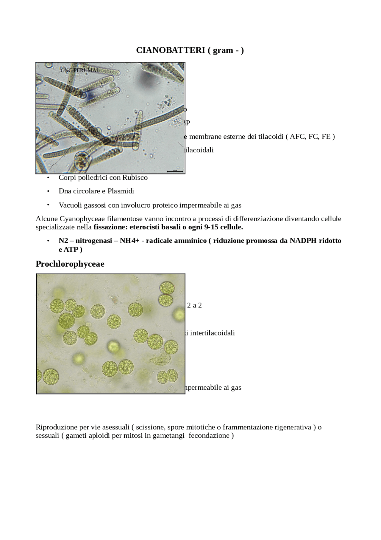 Alghe Sistematica Con Foto E Descrizioni Docsity