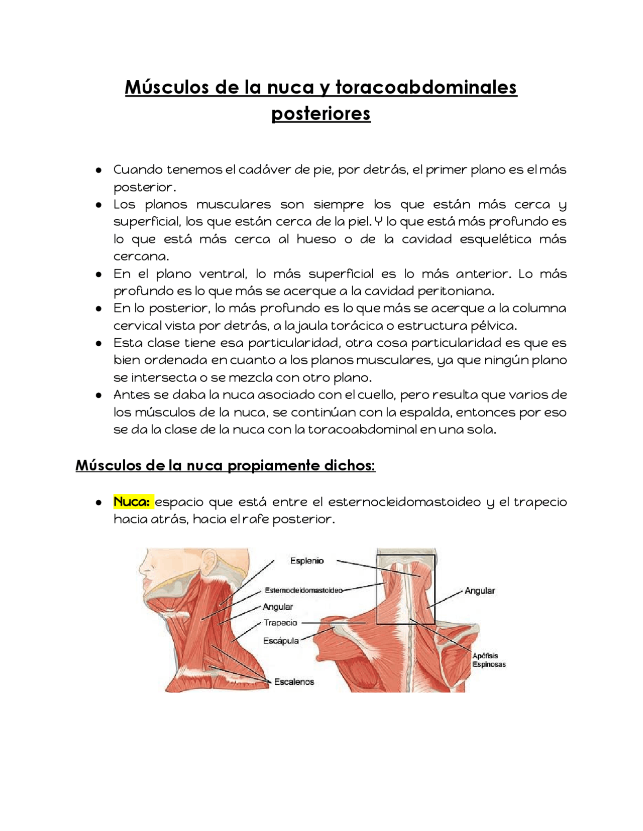 Músculos de la nuca y toracoabdominales posteriores - Docsity