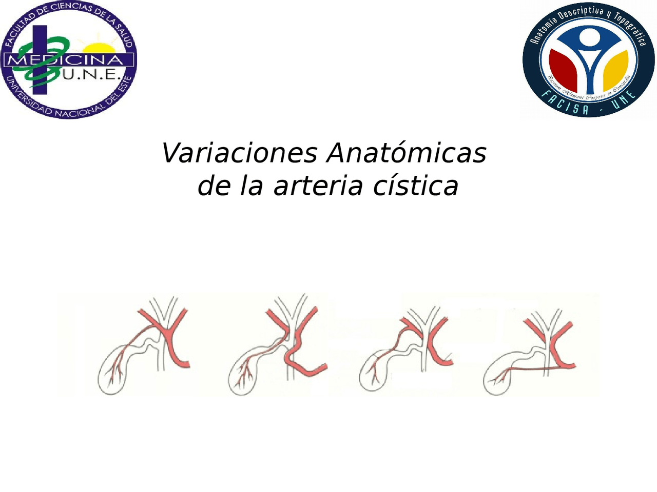 Variaciones anatómicas de la arteria cística - Docsity