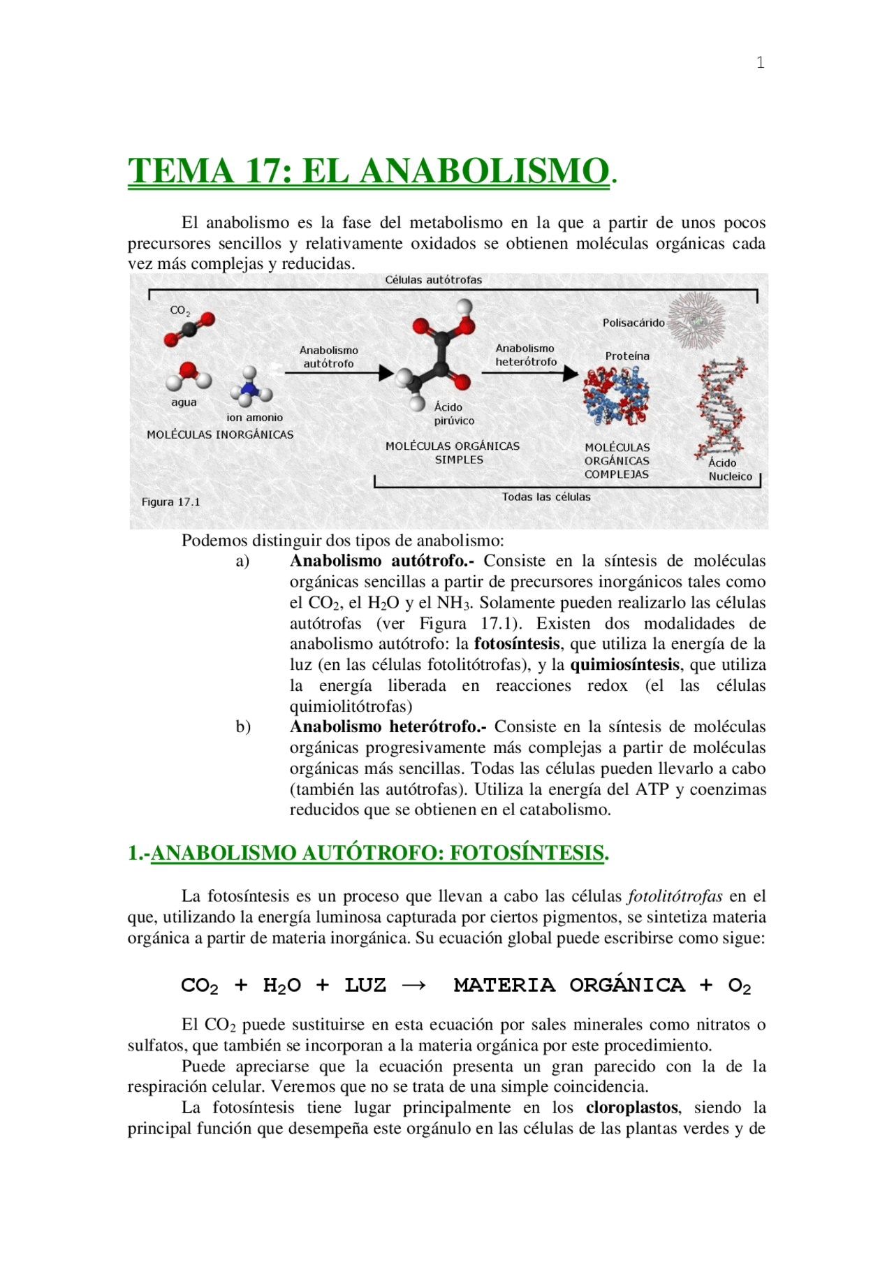 BIOLOGÍA CELULAR EL ANABOLISMO - Docsity