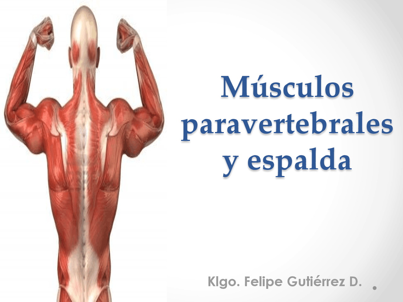 Musculos paravertebrales | Apuntes de Anatomía | Docsity