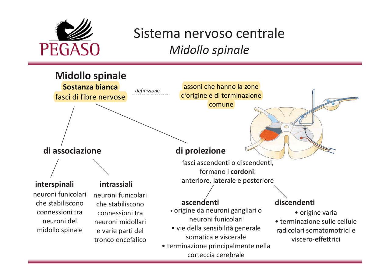 Sistema Nervoso Centrale Docsity
