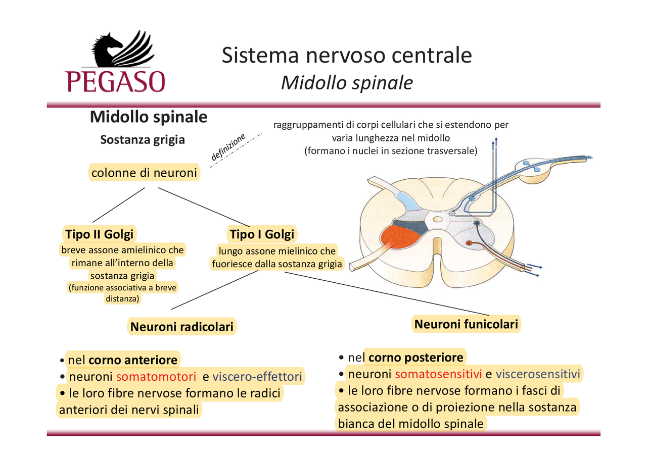 Sistema Nervoso Centrale Docsity