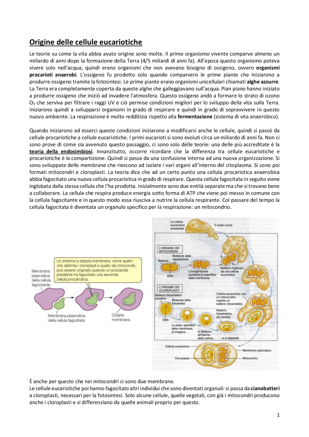 Biologia Vegetale Prof Romagnoli Ctf Secondo Anno Unimore Docsity