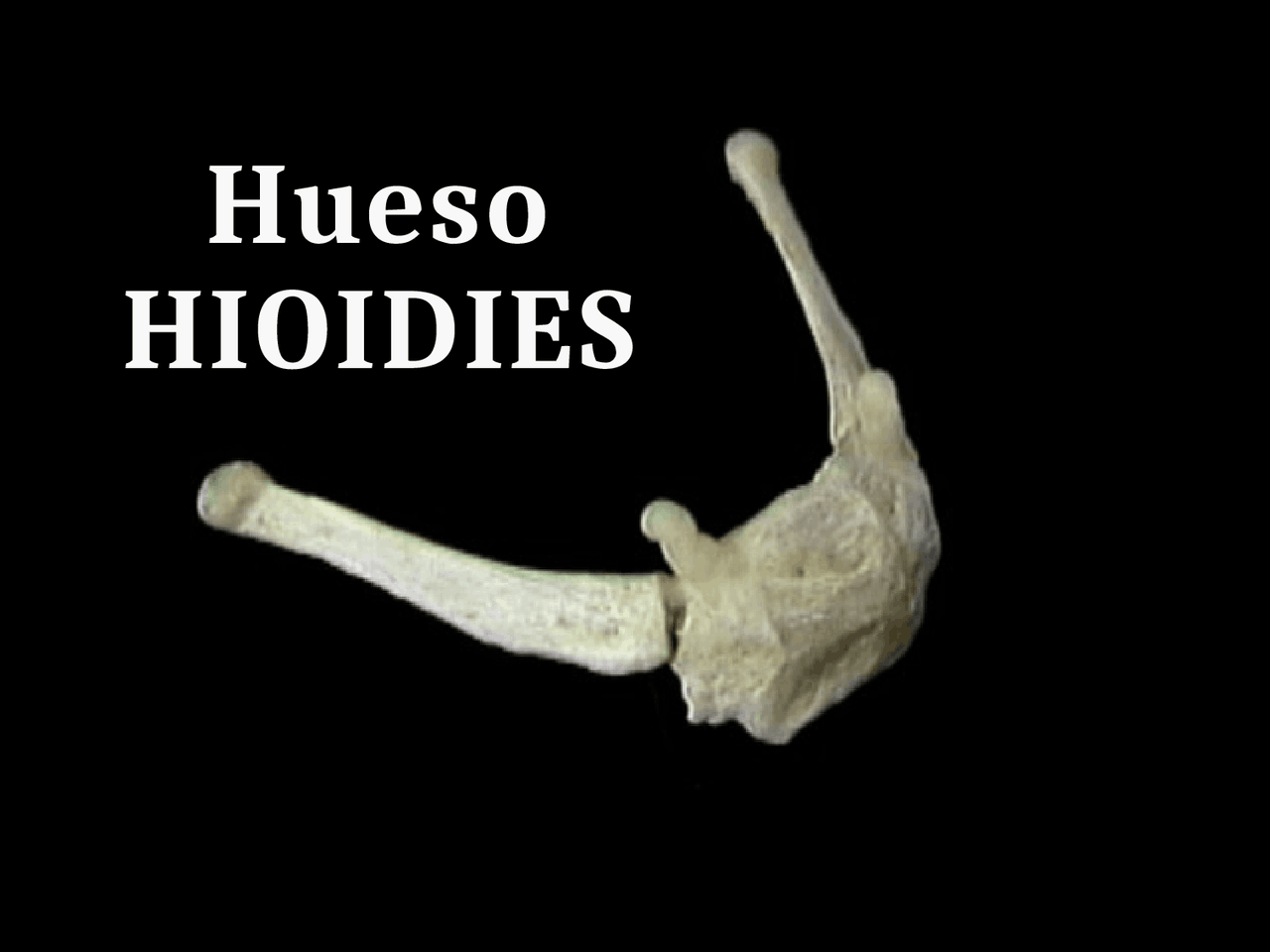 HIOIDES hueso anatomía - Docsity