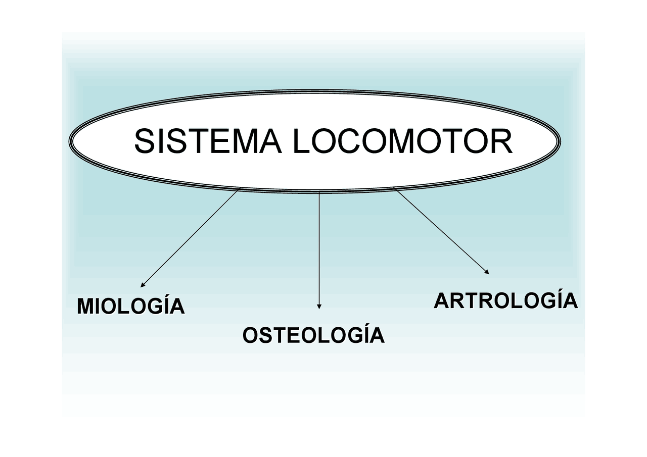 Sistema locomotor- Anatomia vet - Docsity