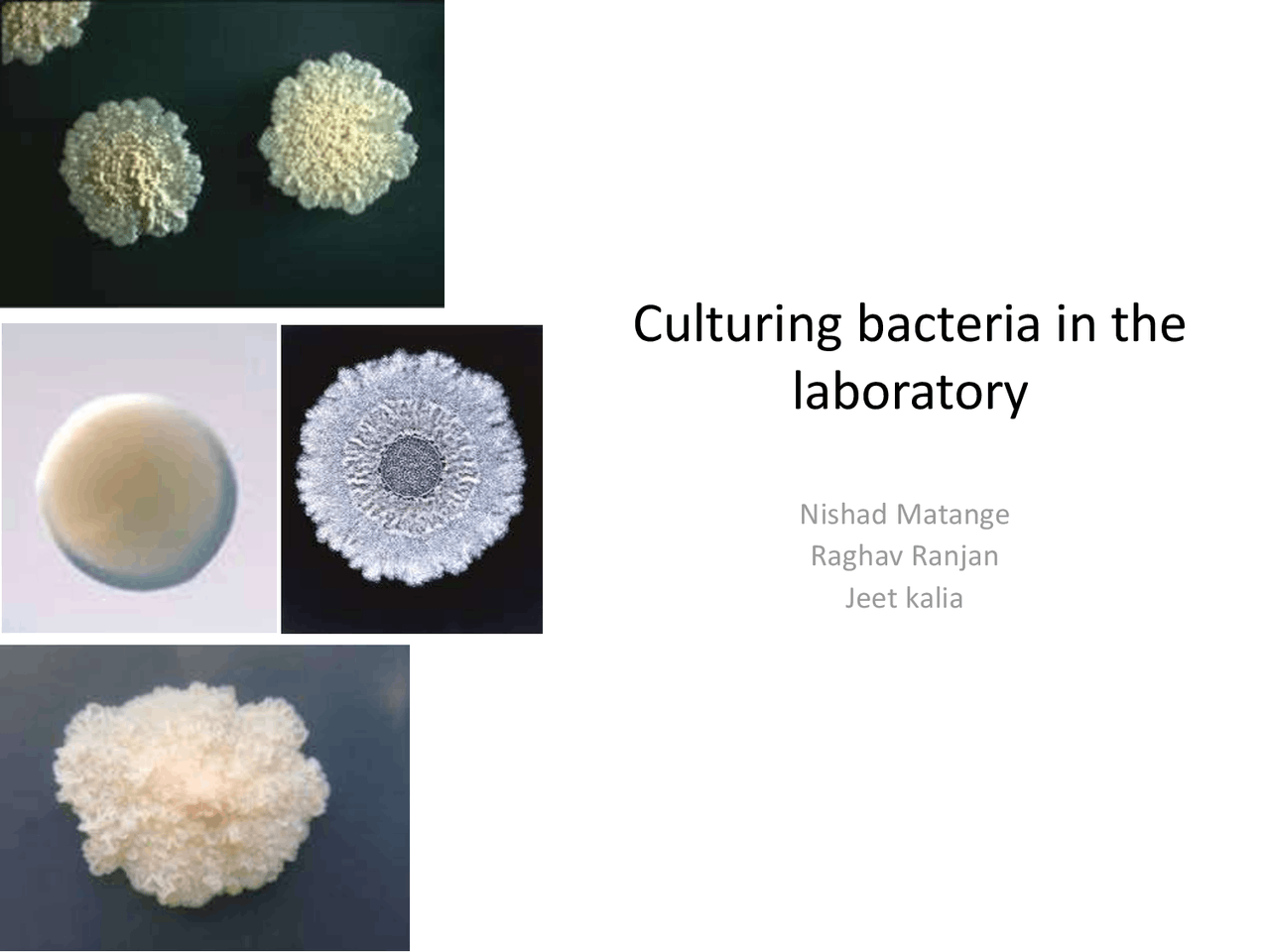 Culturing bacteria in the laboratory - Docsity