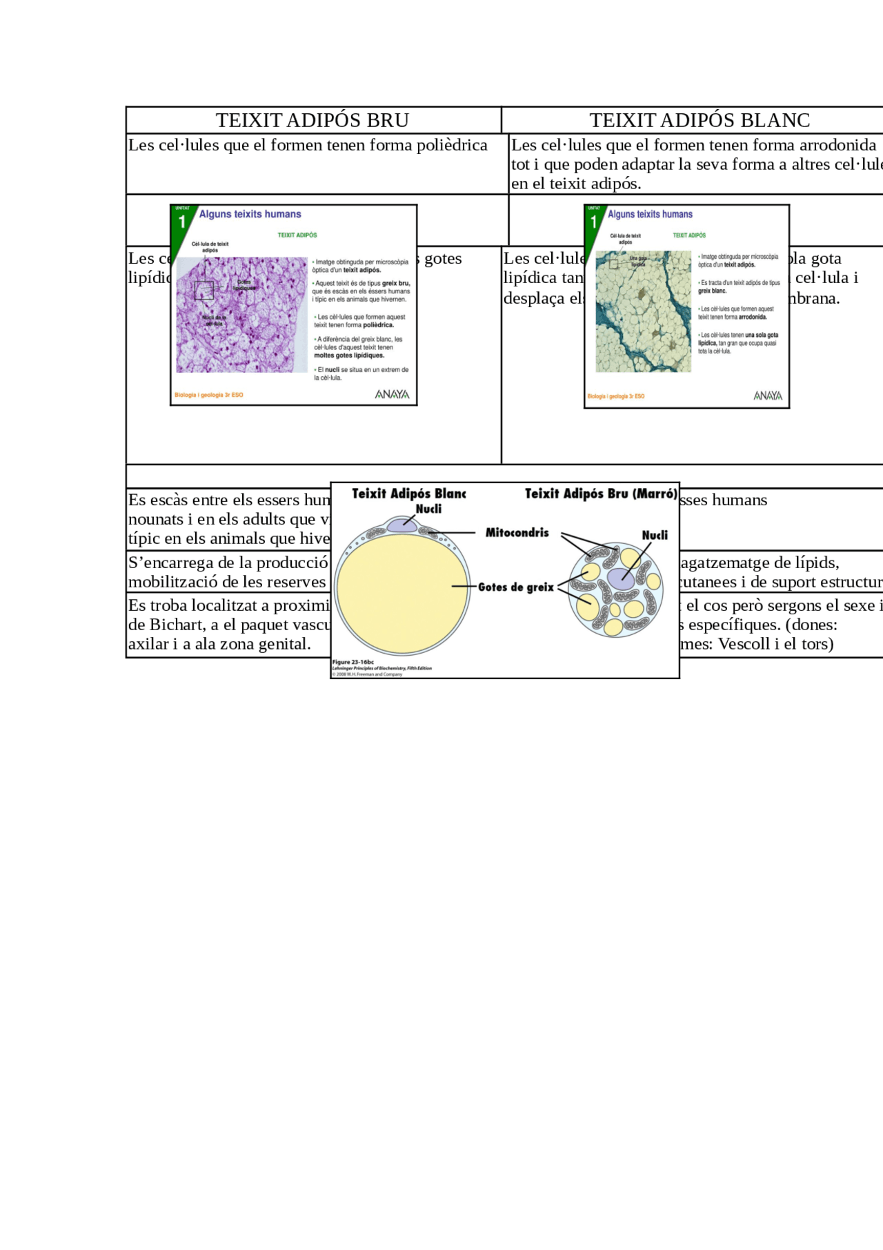 Diferencies entre teixit adipós blanc i bru | Apuntes de Biología | Docsity
