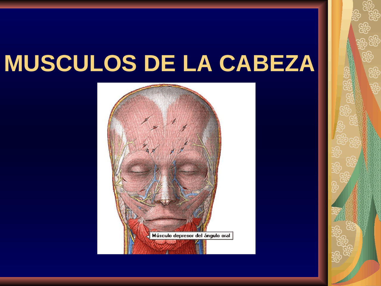 Musculos de la Cabeza | Diapositivas de Anatomía | Docsity
