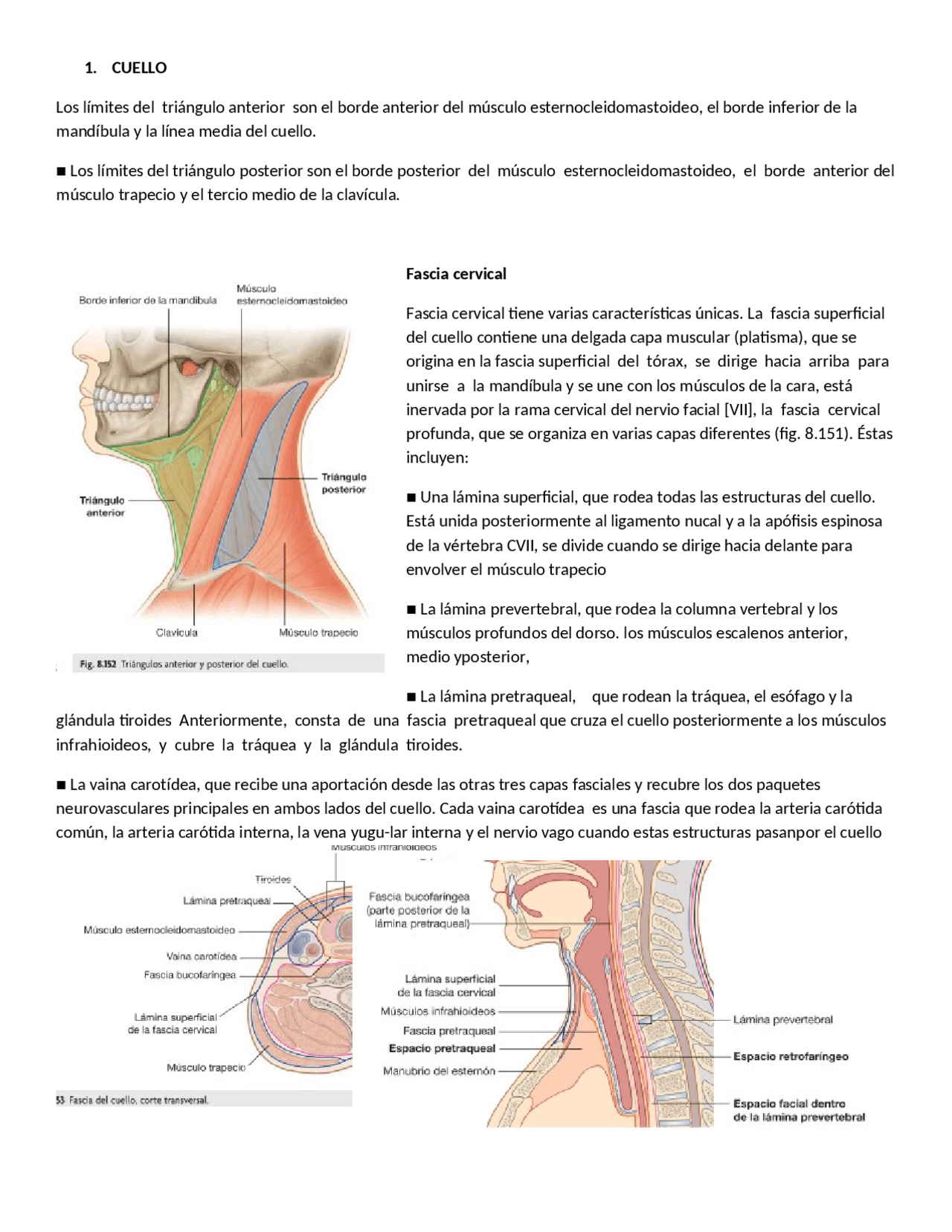 Cuello Apuntes Anatomia Apuntes De Anatomía Docsity