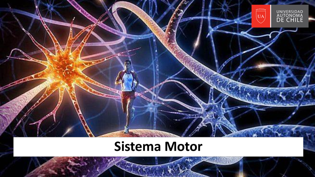 Sistema motor cerebral - Docsity