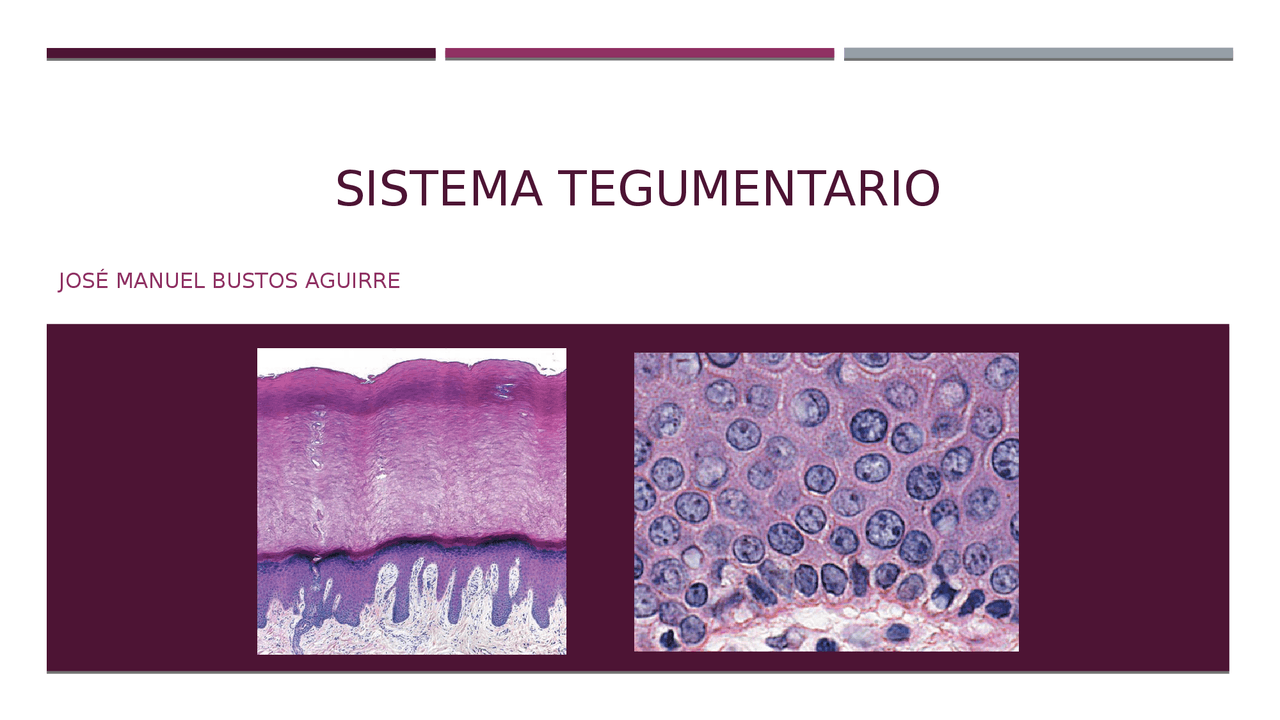 Sistema Tegumentario Diapositivas De Histología Docsity